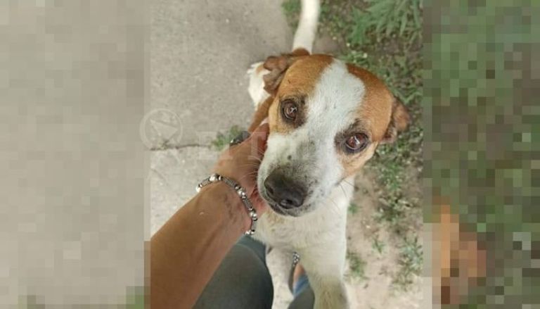 Justicia por Rufo; el perro que habrían drogado y violado murió en ...